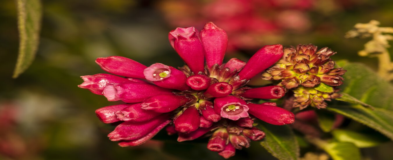 Le Poshe Resort in Kodaikanal, Tamil Nadu - Club Mahindra