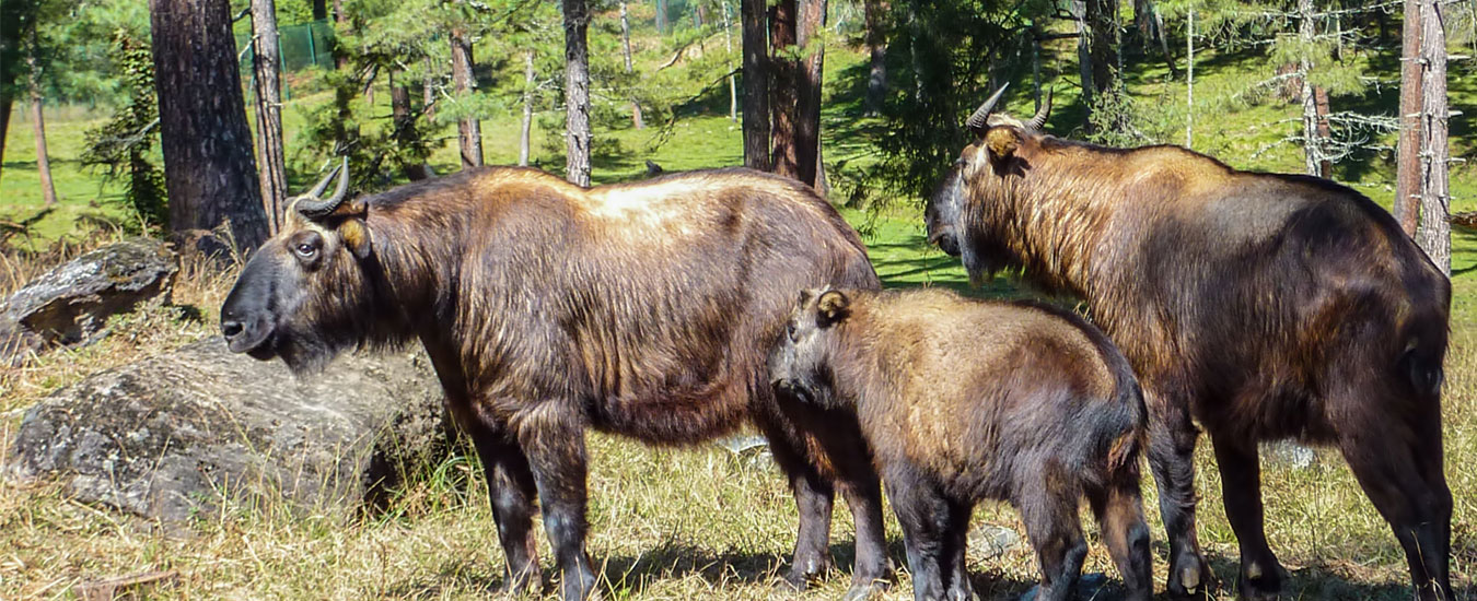 Resort in Bhutan – Hotel Ariya with Club Mahindra