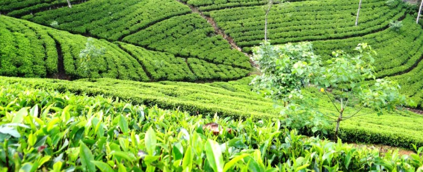 Tea And Herb Tour in Colombo with Your Family