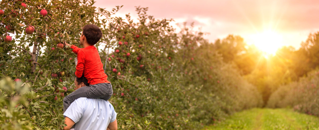 Visit Lush Green Apple Orchards With Your Family