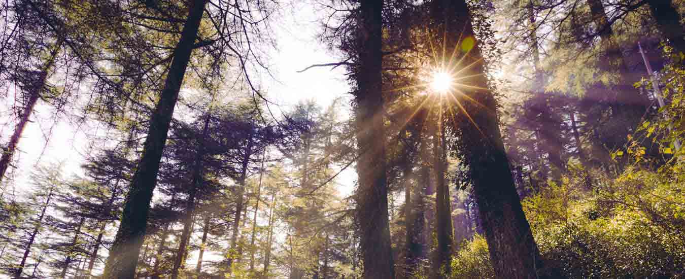 Experience Blue Pines Trail Shali Tibba Trek with Your Family