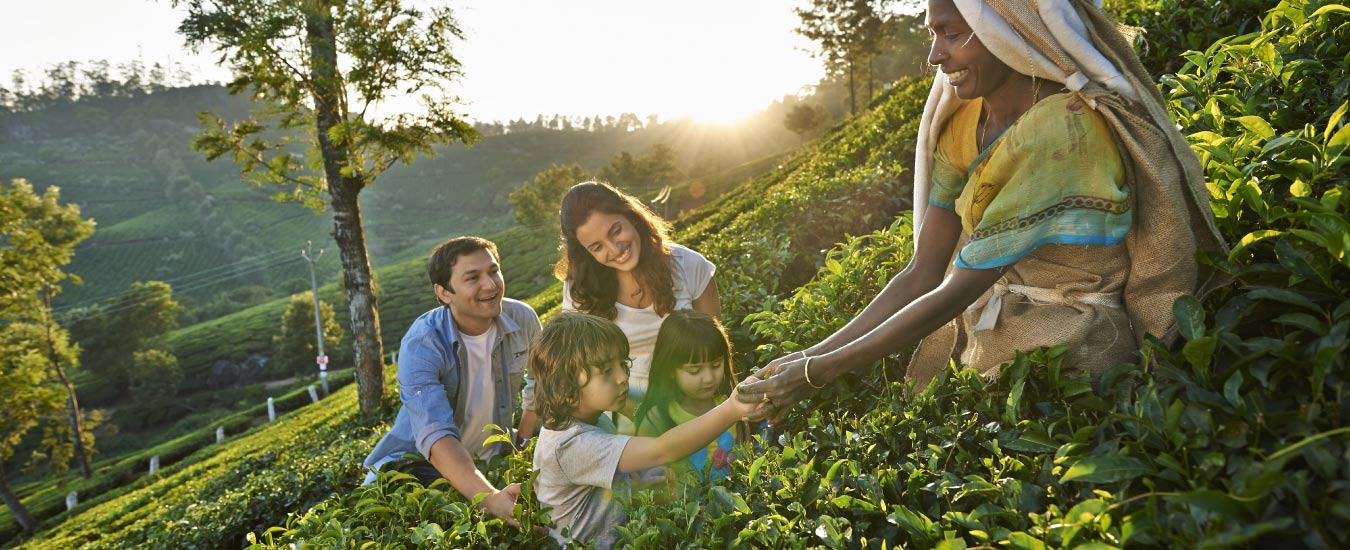 Learn and Experience the Art of Tea Picking With Club Mahindra
