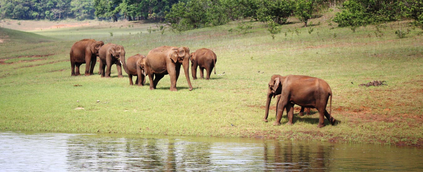 Experience Periyar Jungle Safari with Your Family