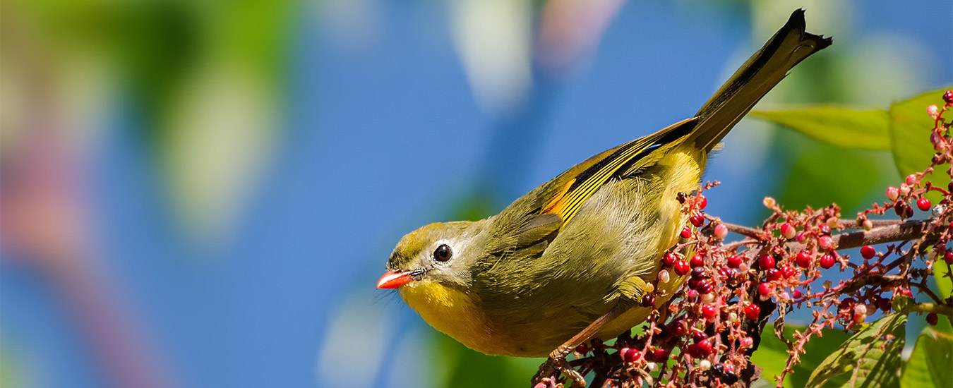 The Chumbi Mountain Retreat Resort in Pelling, Sikkim with Club mahindra